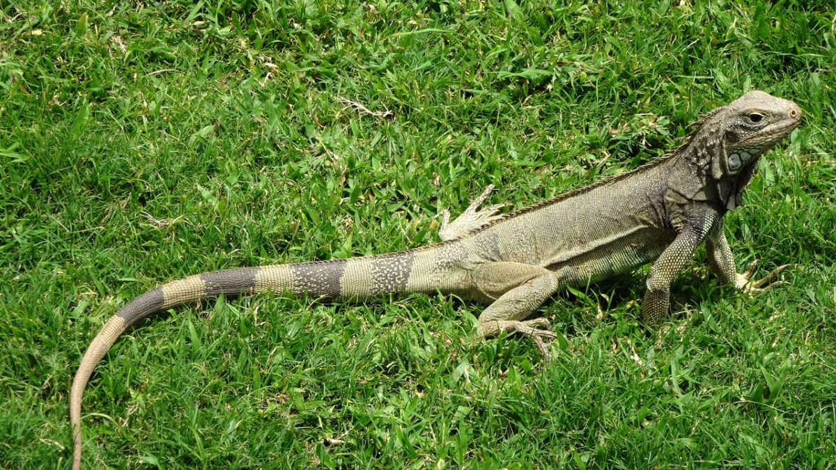 Террариум для игуаны